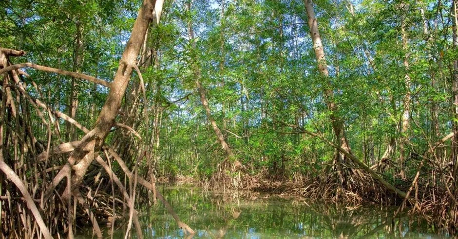 Mangrove Boat Tour At Terraba-Sierpe | Costa Rica's Hidden Wetland Gem ...
